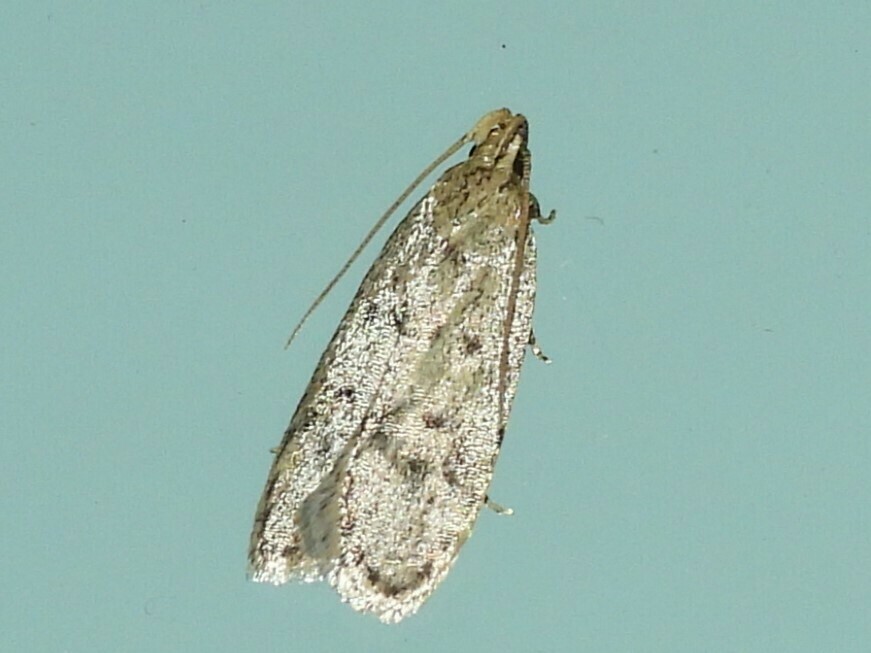 Autumn Cluster Moth from Coomba Park NSW 2428, Australia on October 25 ...