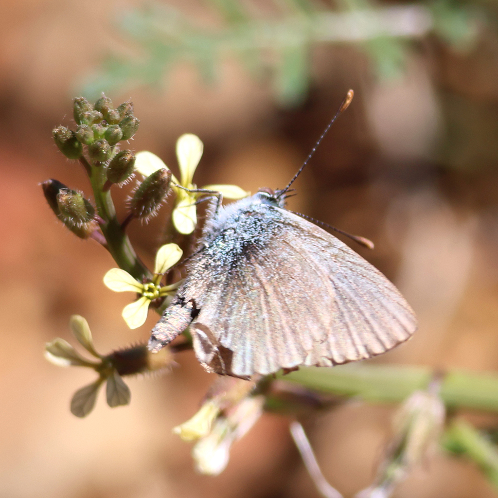Common Grass-blue from Flinders Ranges SA 5434, Australia on September ...