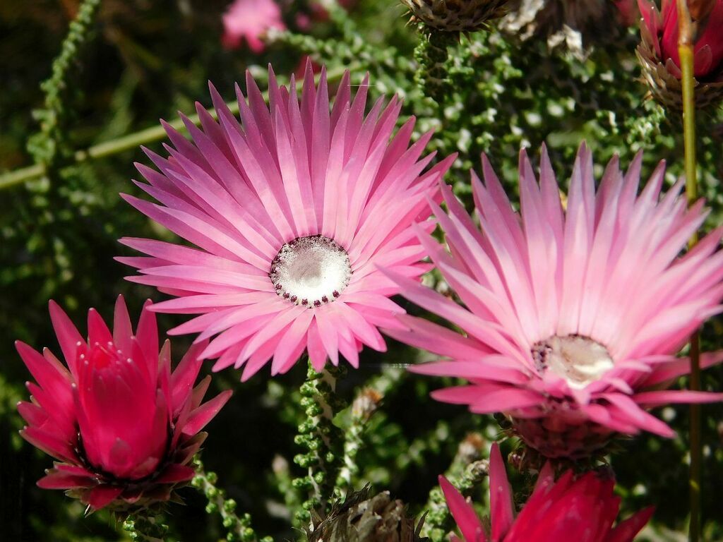 Cape everlasting from Maermanskloof Greyton, 7233, South Africa on ...