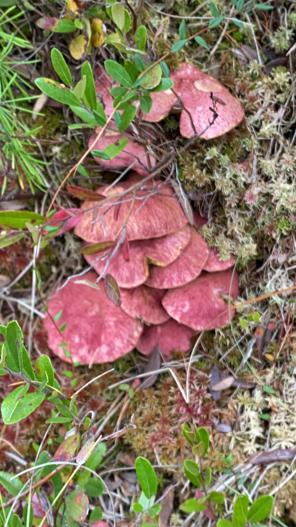 Red Bog Bolete from Mer Bleue Bog Tr, Ottawa, ON, CA on October 9, 2021 ...