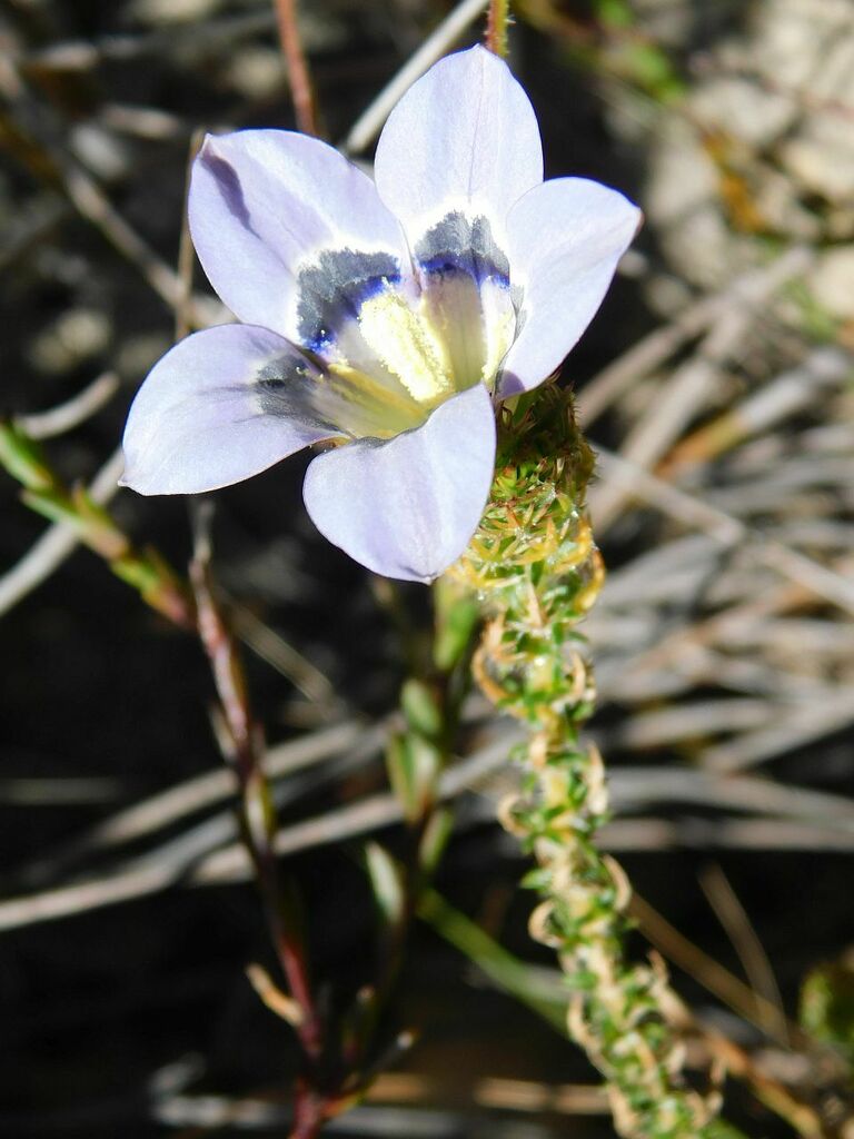 Blackrim Bell from Maermanskloof Greyton, 7233, South Africa on October ...