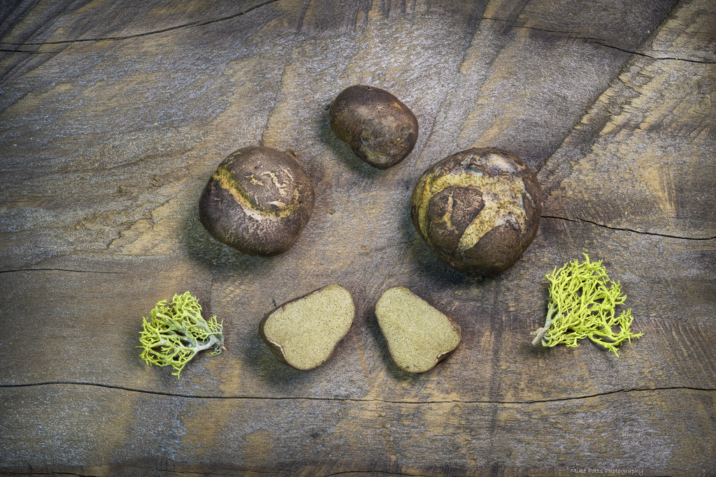 blushing false truffle from Jackson County, OR, USA on October 20, 2024 ...