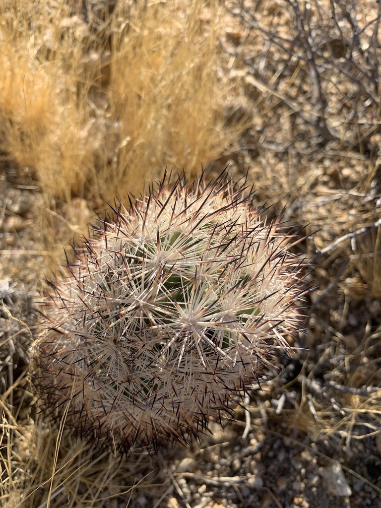 Cushion Foxtail Cactus from Joshua Tree National Park, Indio, CA, US on ...