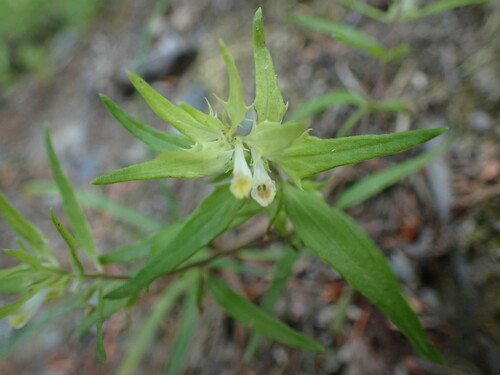 Photo 445212793, (c) pbulman, some rights reserved (CC BY-NC ...