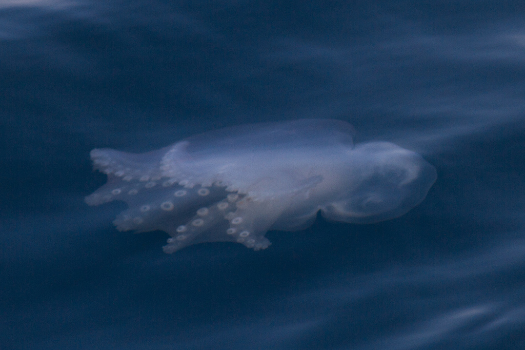 Japetella from San Clemente Island, California, USA on July 4, 2019 at ...