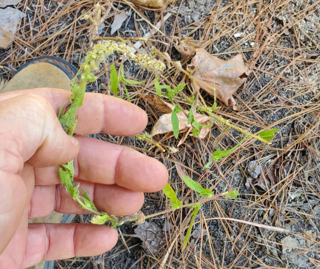 lanceleaf ragweed from Sabine Parish, LA, USA on October 24, 2024 at 01 ...