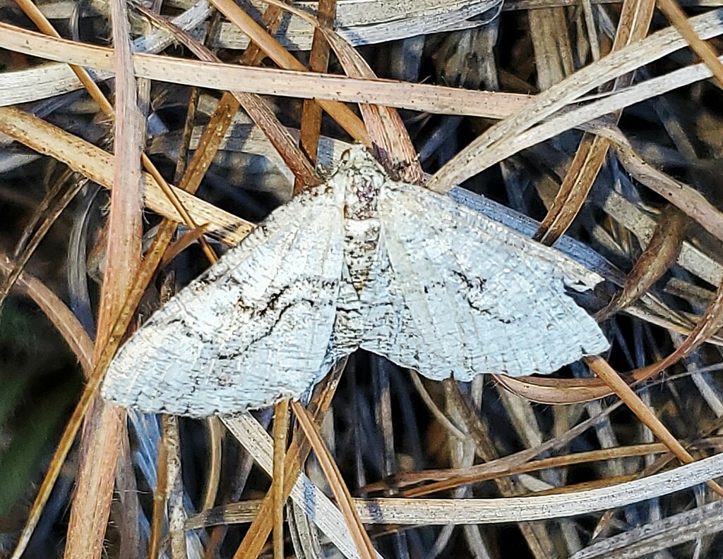 Giant Gray Moth from Sabine Parish, LA, USA on October 24, 2024 at 09: ...
