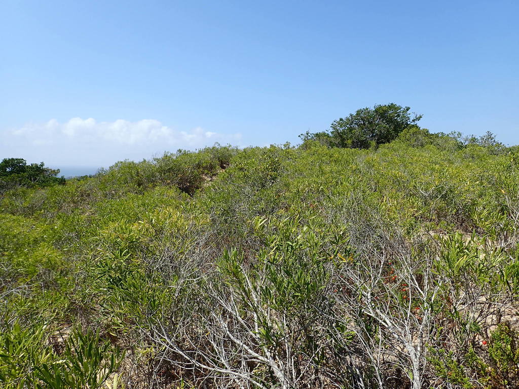 Dune olive (Olea exasperata) - Botanical Realm