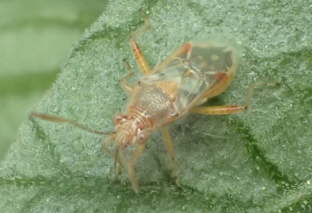 Hyaline Grass Bug from Bologna, Emilia-Romagna, Italy on July 5, 2019 ...
