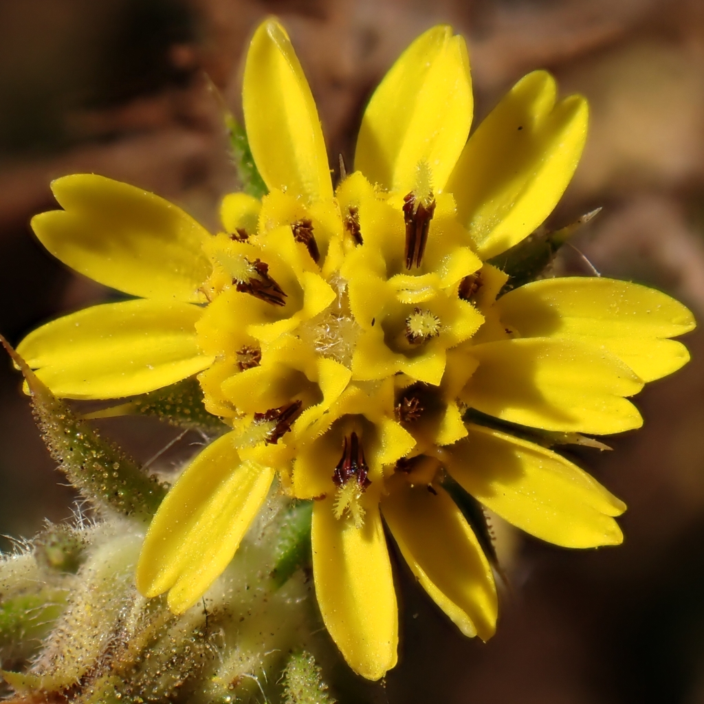 southern tarplant from Newport Beach, CA 92660, USA on October 25, 2024 ...