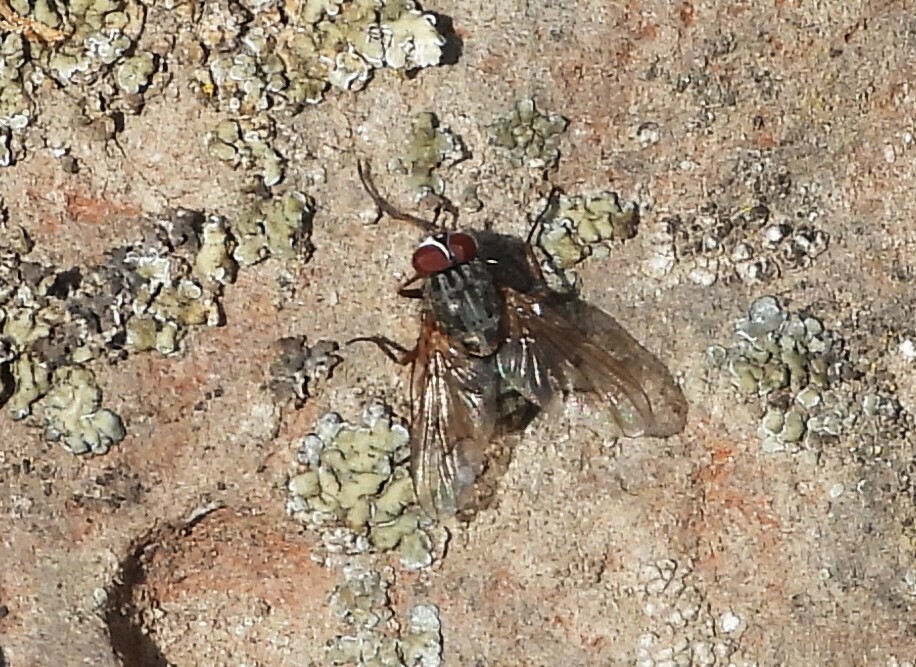 False Stable Fly from Yakima County, WA, USA on October 25, 2024 at 03: ...