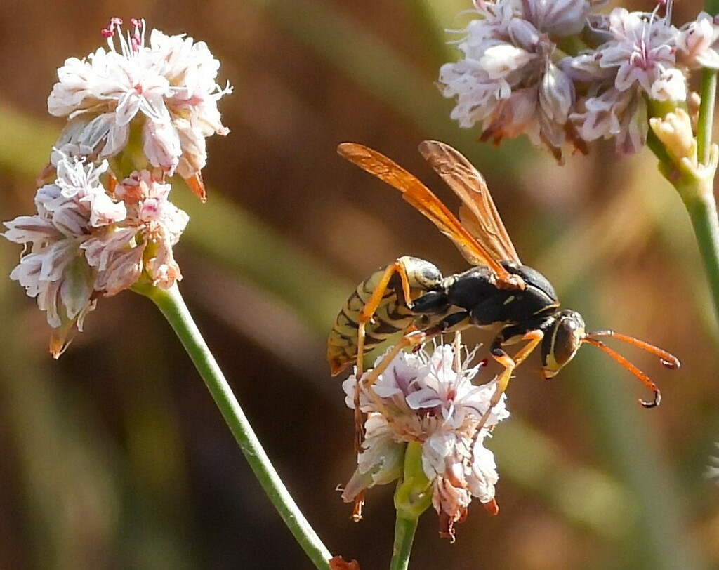 Golden Paper Wasp from Yakima County, WA, USA on October 25, 2024 at 03 ...