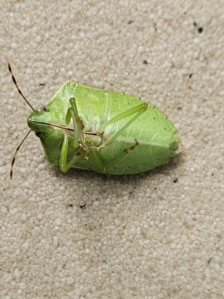 Southern Green Stink Bug from 1792-1 Nijōshikaka, Itoshima, Fukuoka 819 ...