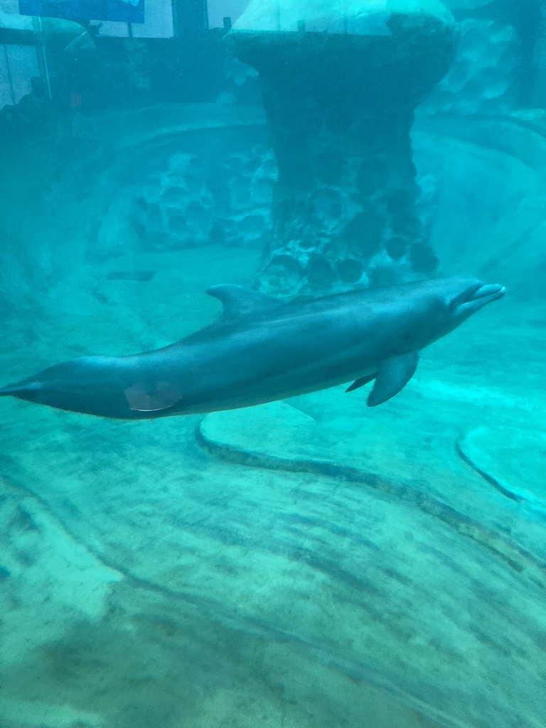 Common Bottlenose Dolphin from Georgia Aquarium, Atlanta, GA, US on ...