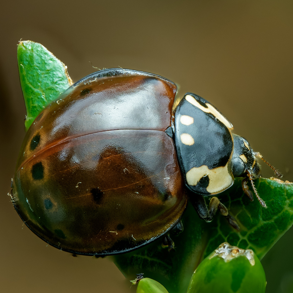 Flying Saucer Lady Beetle from 7303 259th Pl NE, Redmond, WA 98053, USA ...