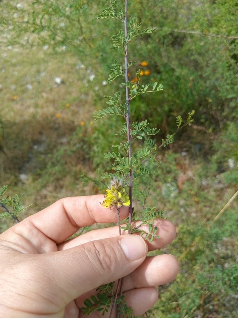 Yellow Dalea from 67856 N.L., México on October 23, 2024 at 10:58 AM by ...