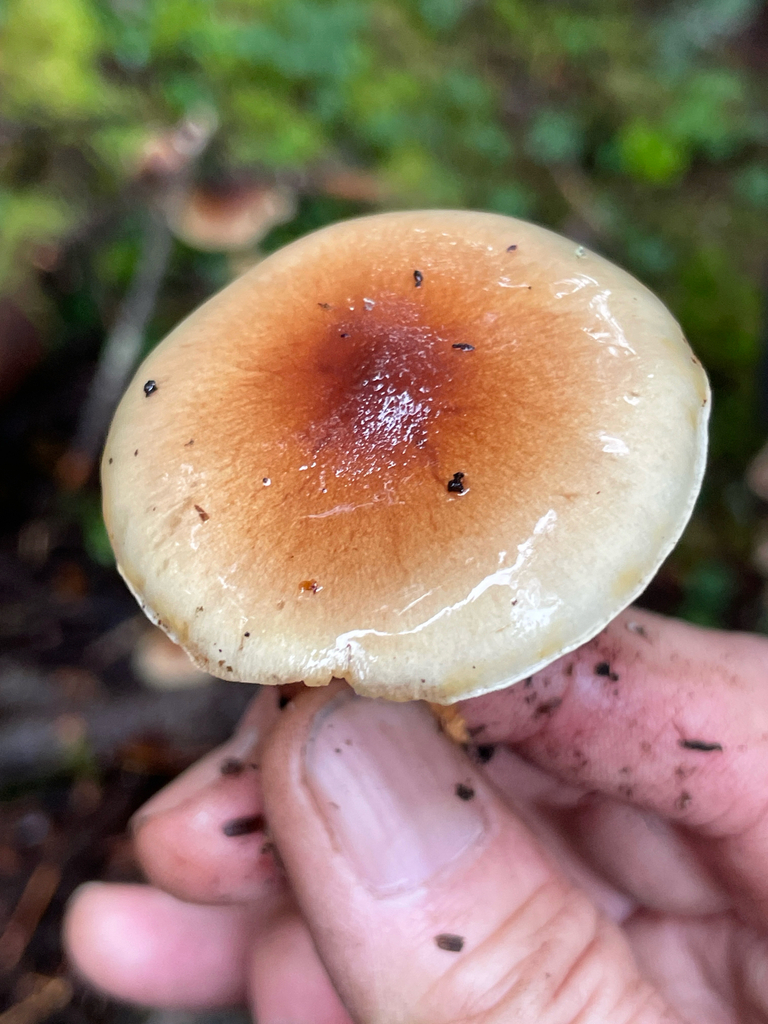 Pholiota humii in October 2024 by ym_wang_pnw · iNaturalist