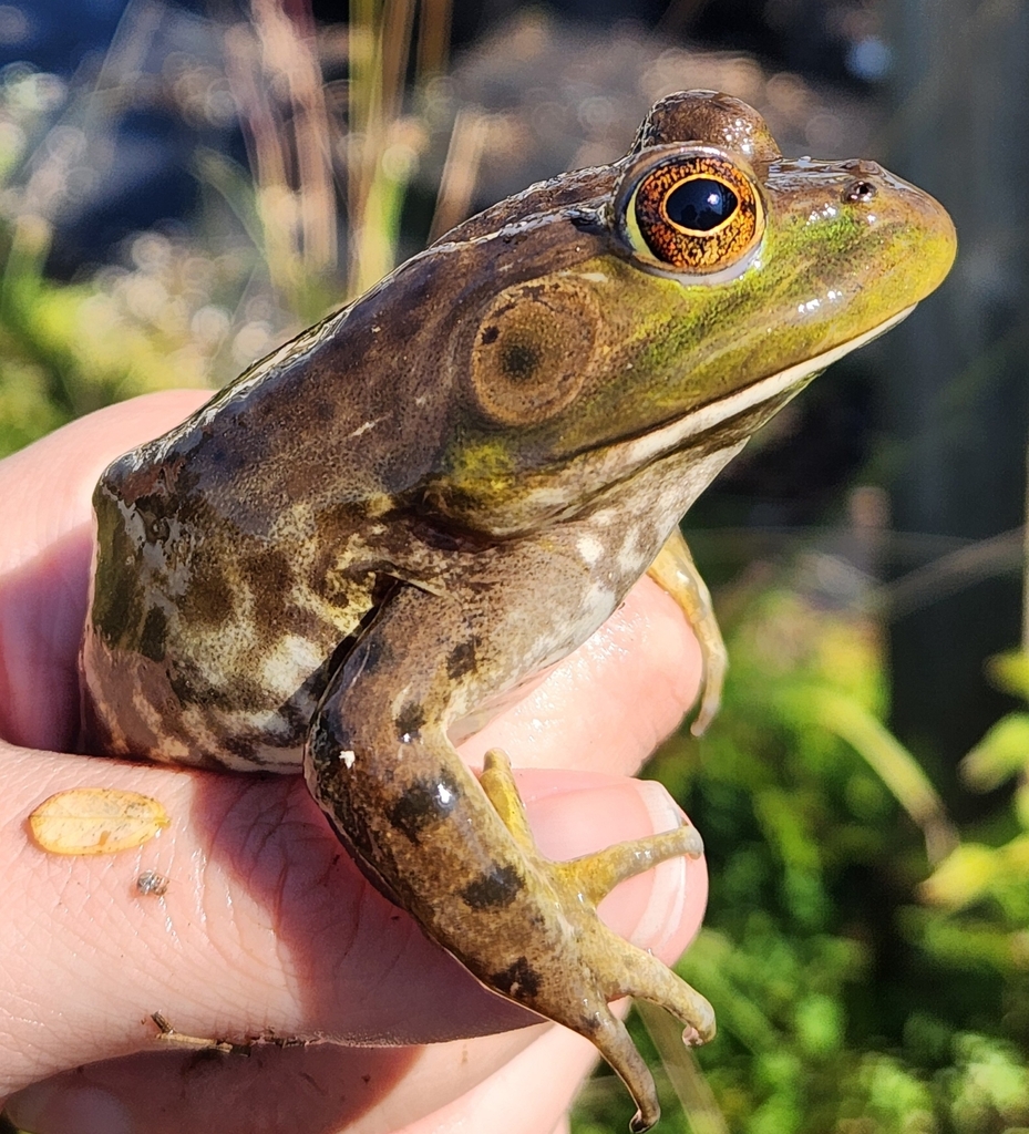 American Bullfrog from Auburn, AL, USA on October 25, 2024 at 11:46 AM ...