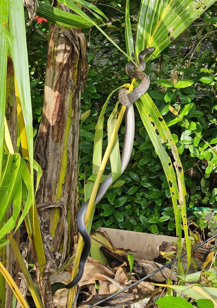Black Copper Rat Snake from Andaman and Nicobar Islands 744211, India ...