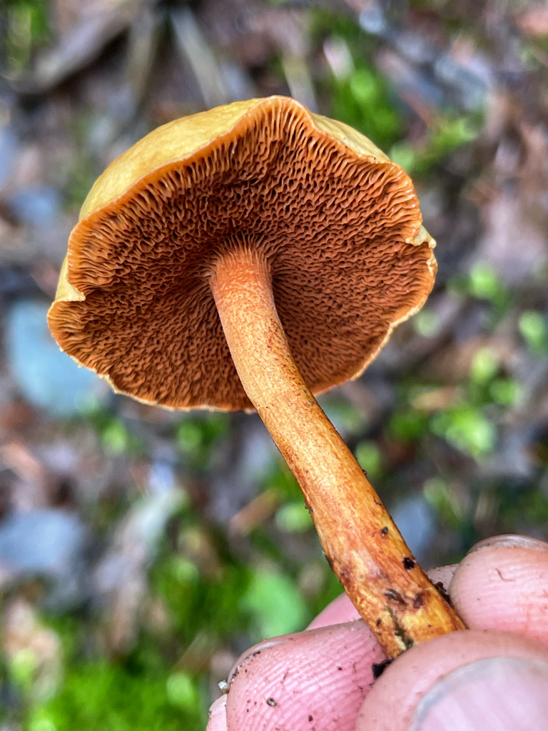 Peppery Bolete in October 2024 by ym_wang_pnw · iNaturalist
