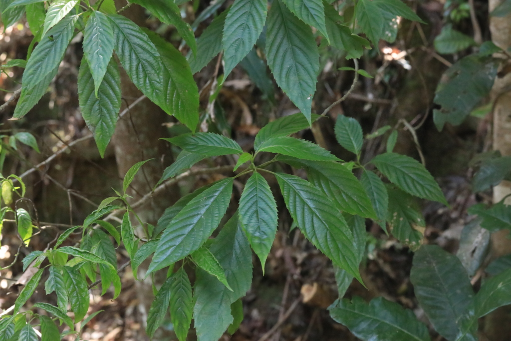 Native Hydrangea from Valery NSW 2454, Australia on October 24, 2024 at ...