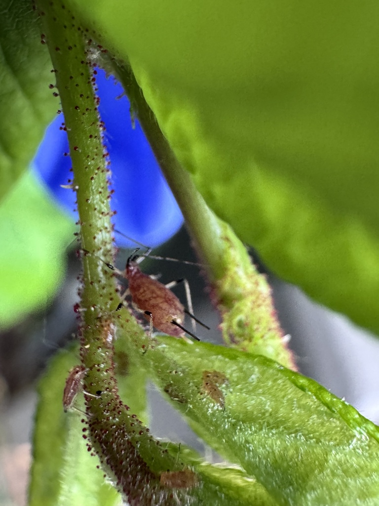 Aphids from North Island / Te Ika-a-Māui, Hastings, Hawke's Bay, NZ on ...