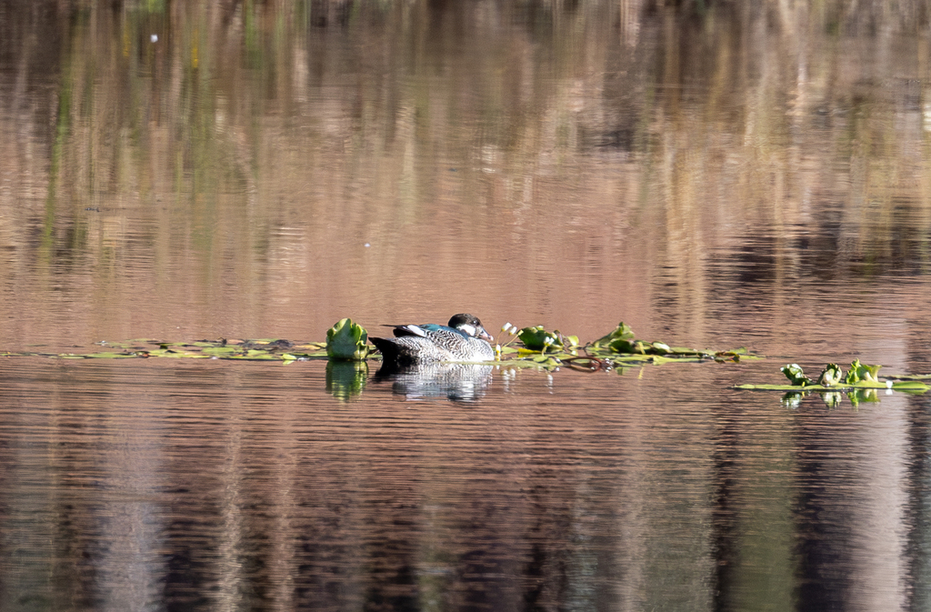 Green Pygmy-Goose from Spring Creek QLD 4343, Australia on October 26 ...
