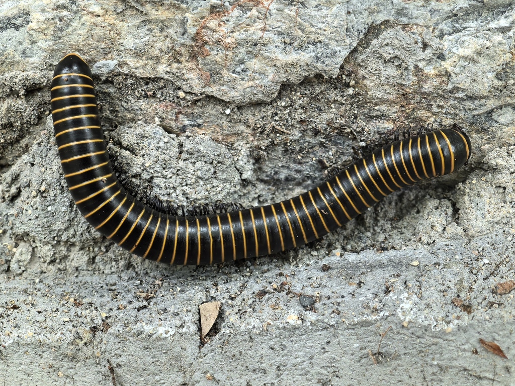 Spirobolus bungii from 中国安徽省合肥市蜀山区 on May 25, 2024 at 11:59 AM by ...