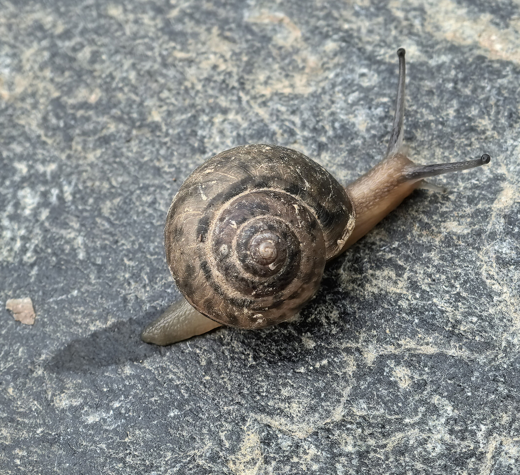 Acusta ravida from 中国安徽省合肥市包河区 on June 2, 2024 at 05:36 PM by ...