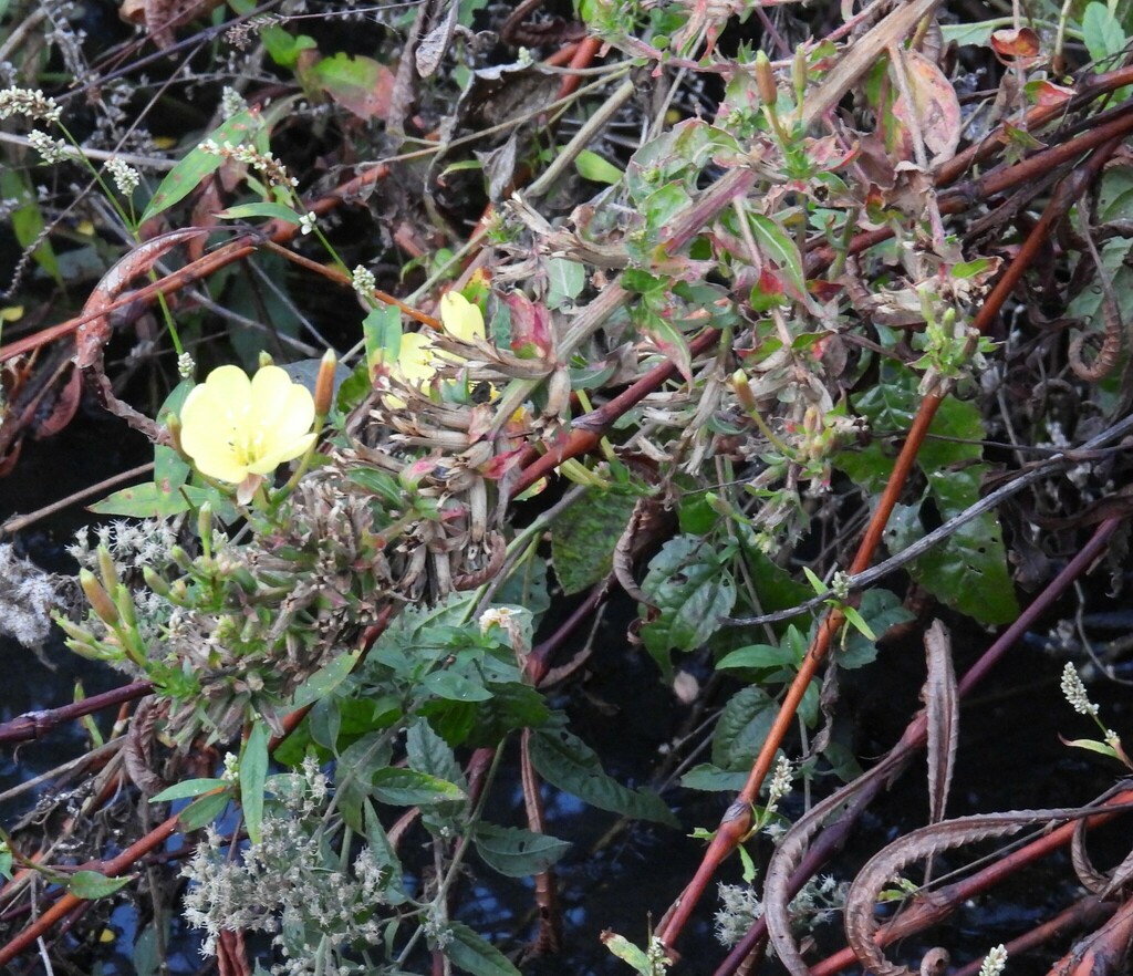 common evening-primrose from Harris Station Rd. at Pryor Spring Branch ...