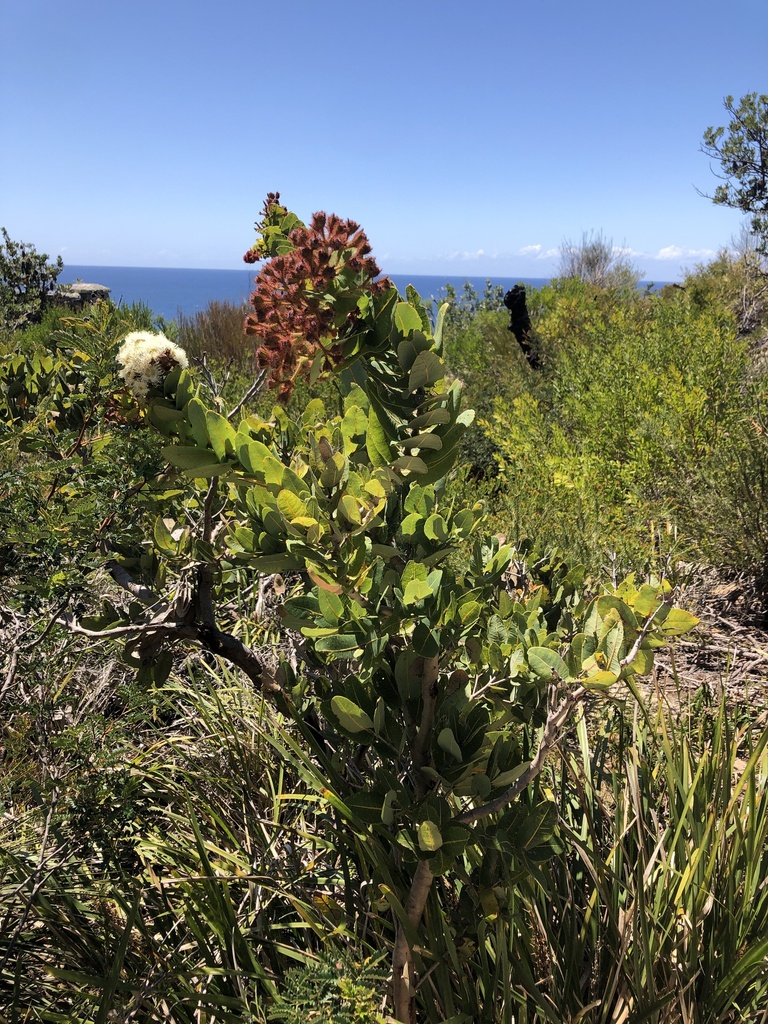 Dwarf apple from Sydney Harbour National Park, Manly, NSW, AU on ...