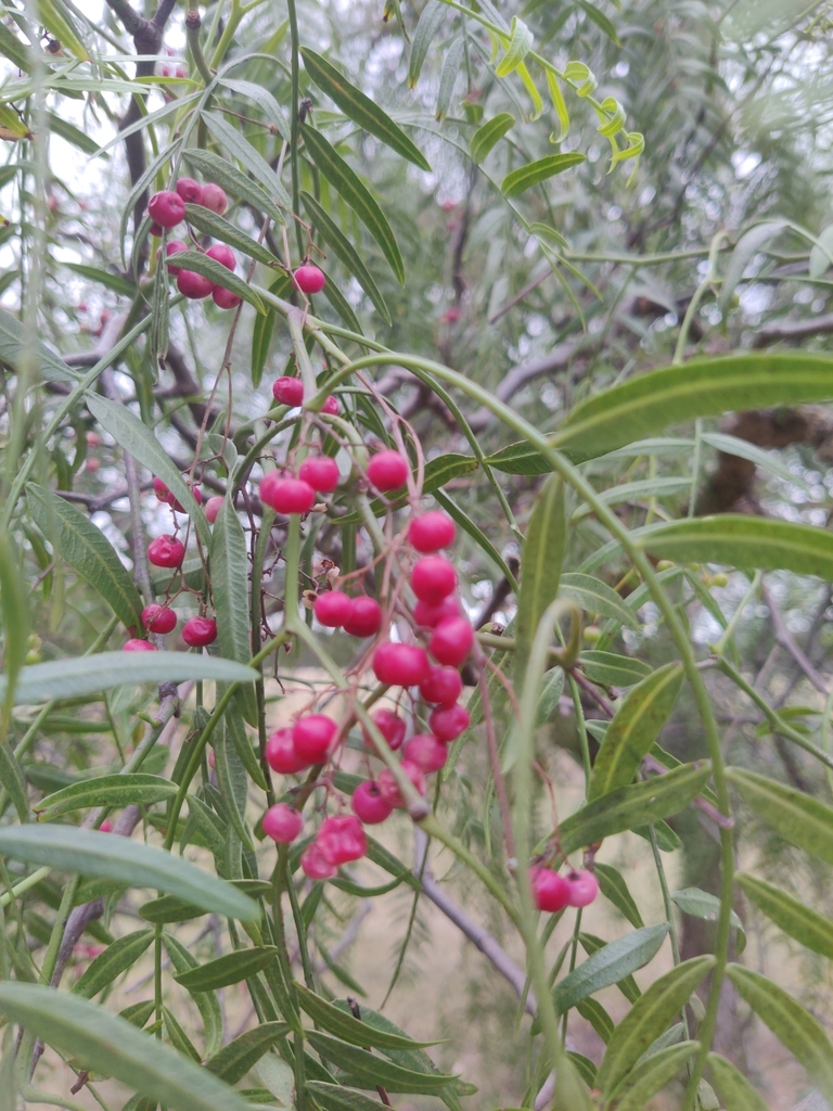 peppertrees from North Adelaide on October 26, 2024 at 05:50 PM by ...