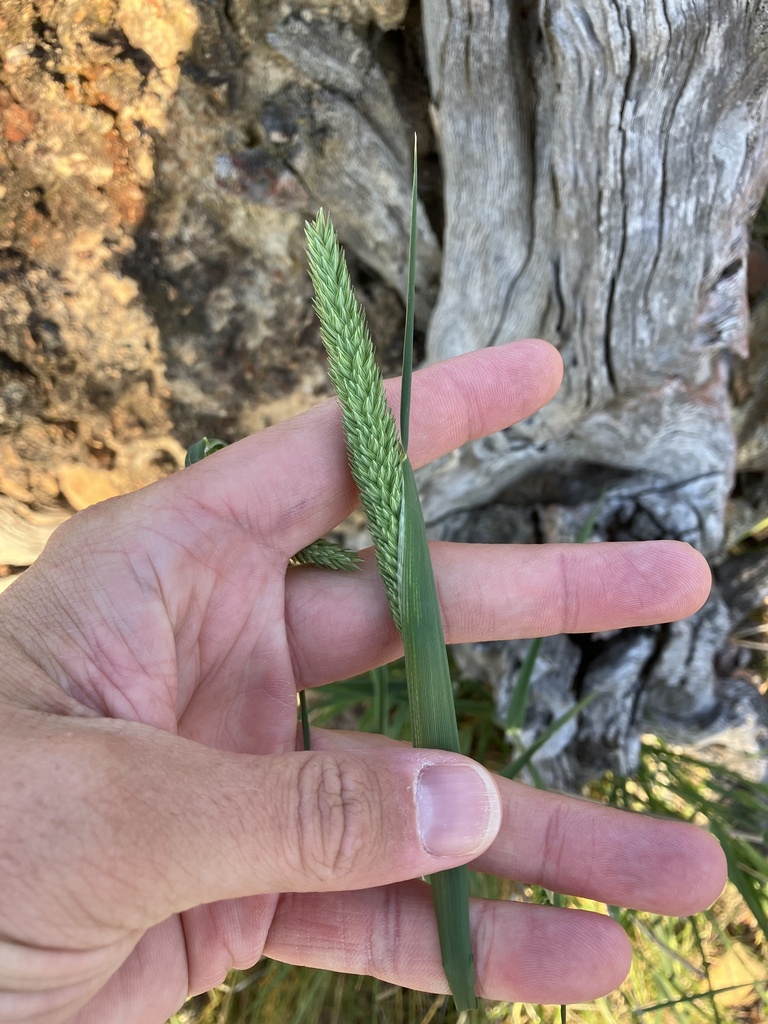 harding grass from Mount Ainslie Nature Reserve, Canberra Central, ACT ...