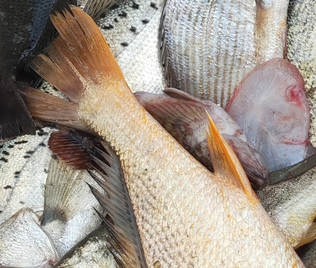 False Kelpfish from Ningde, CN-FJ, CN on February 15, 2024 at 03:24 PM ...