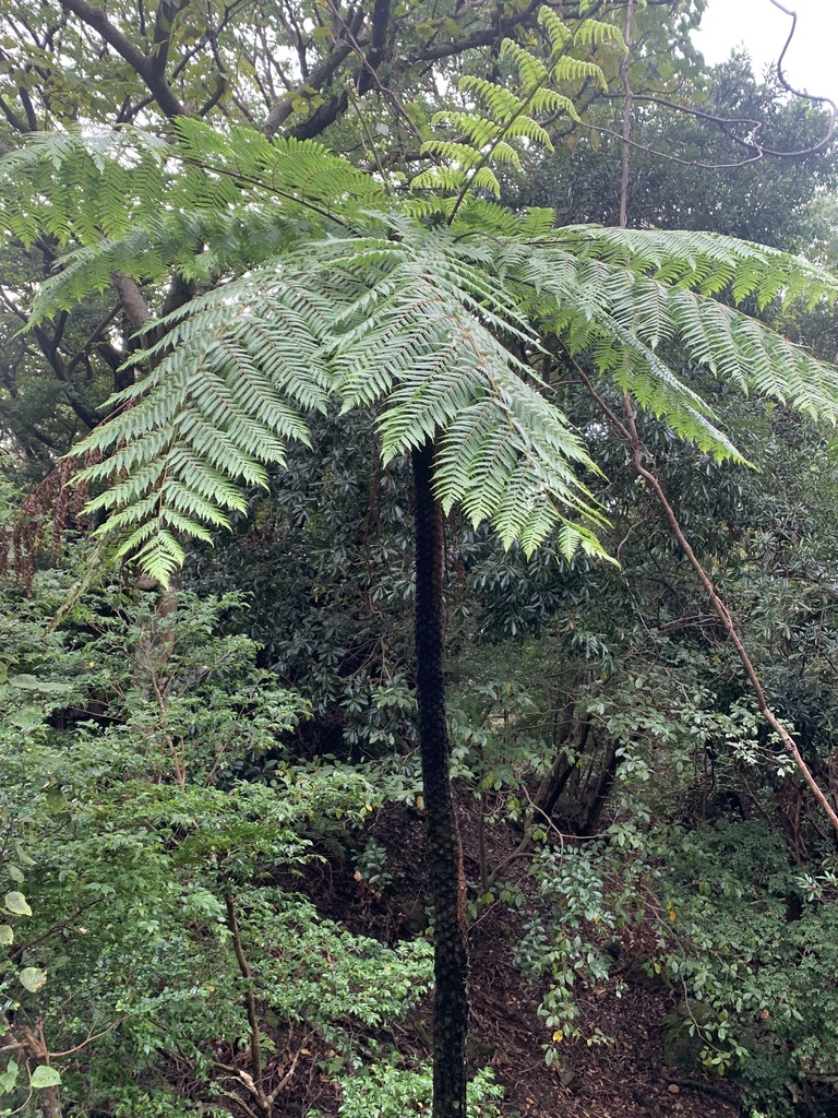 Flying Spider Monkey Tree Fern from Yakushima National Park, Yakushima ...