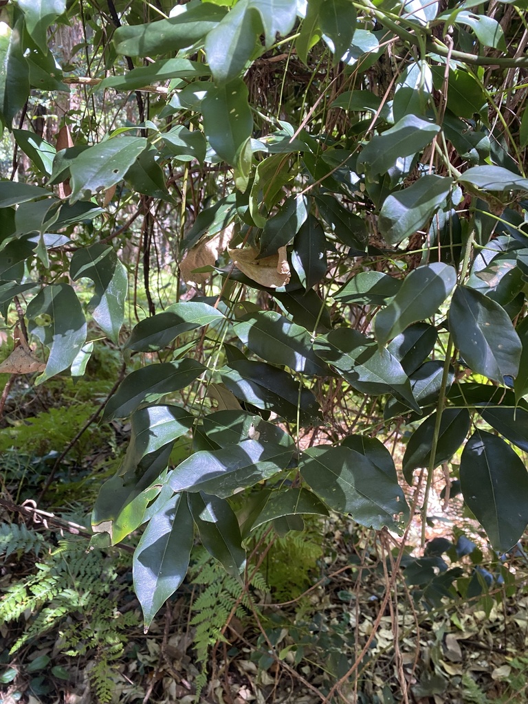 Native Wisteria from Telco Rd, Mons, QLD, AU on October 25, 2024 at 10: ...