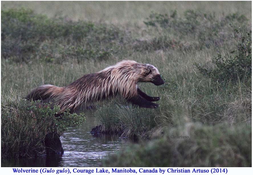 Wolverine in July 2014 by Christian Artuso. see: http://artusobirds ...