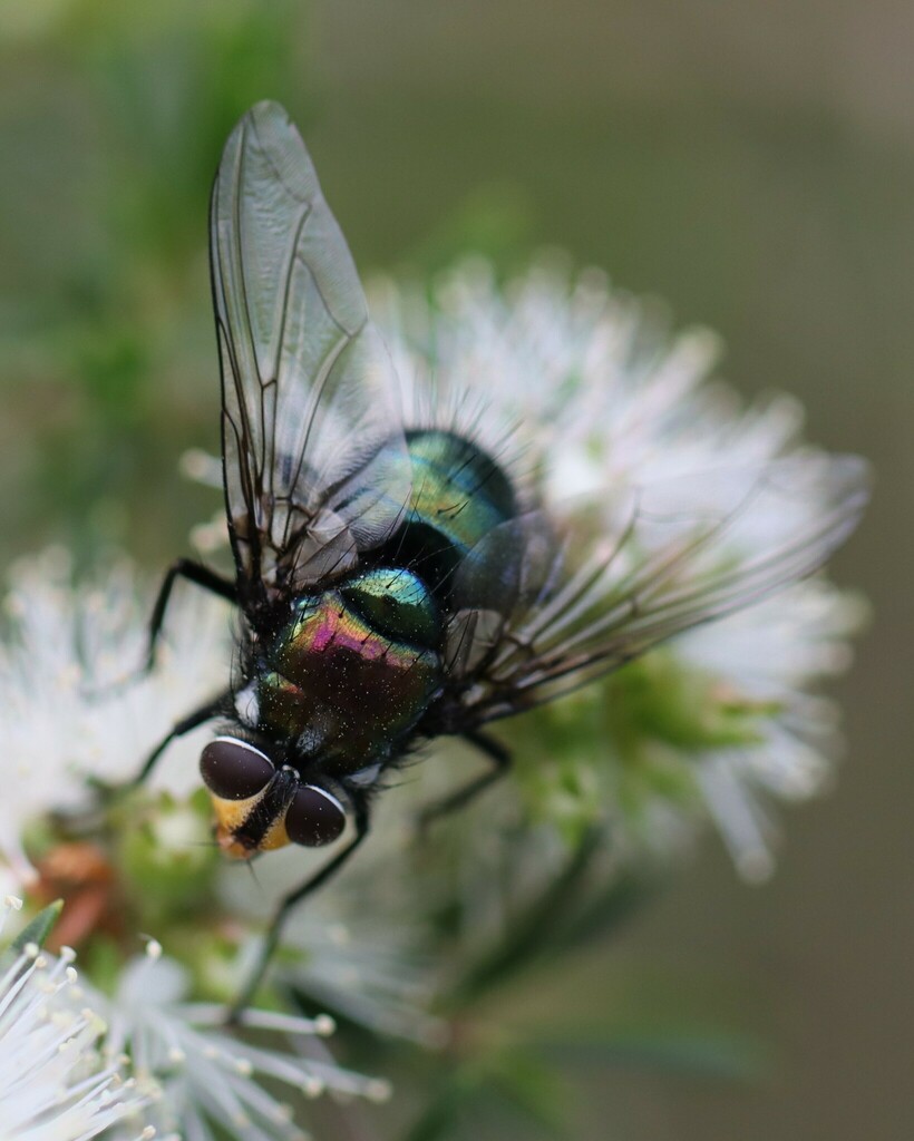 Bot Flies, Blow Flies, and Allies from Sydney NSW, Australia on October ...