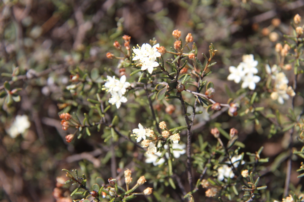 Phebalium microphyllum from Magenta WA 6355, Australia on September 14 ...