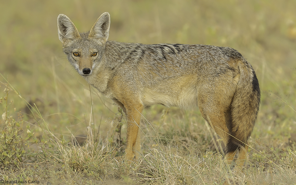 North African Wolf from Aledeghi Wildlife Reserve, 18, Éthiopie on ...