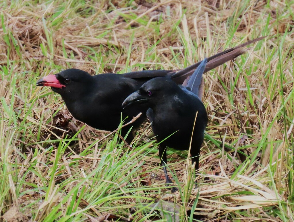 Piapiac from Shai-Hills Resource Reserve, Doryumu Junction Tema ...