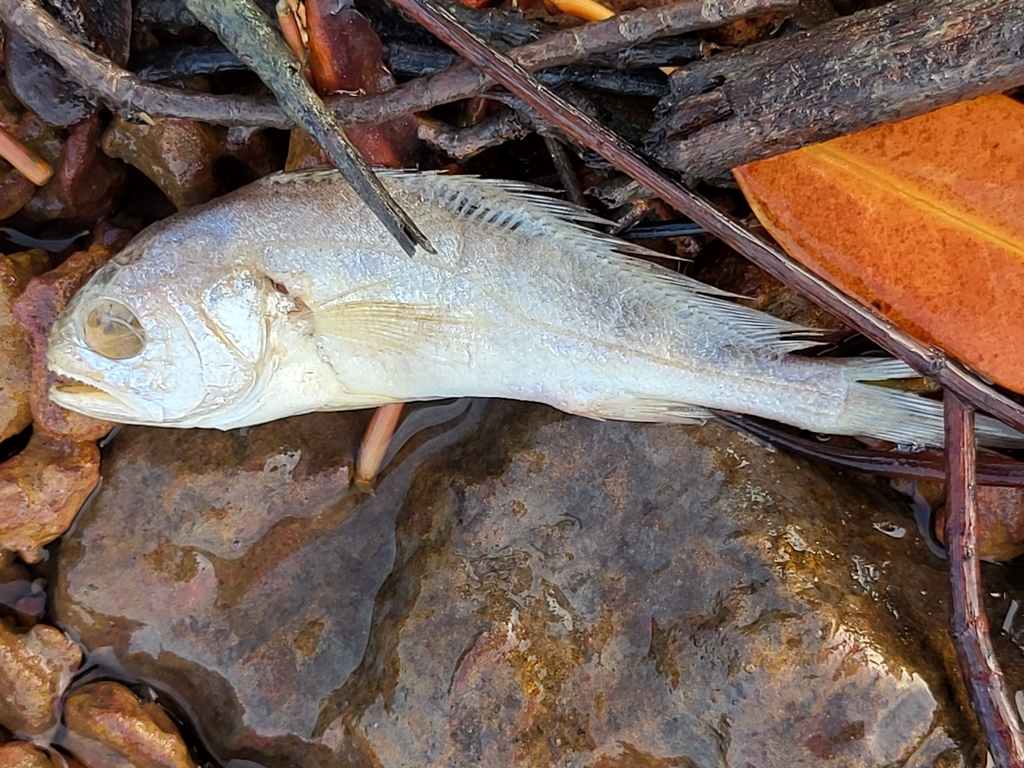 Bobo Croaker in October 2024 by Luke Smith · iNaturalist