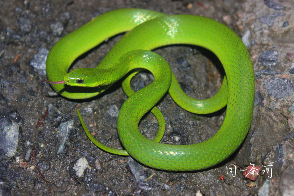 Chinese Green Snake in October 2024 by 咩赫得 · iNaturalist