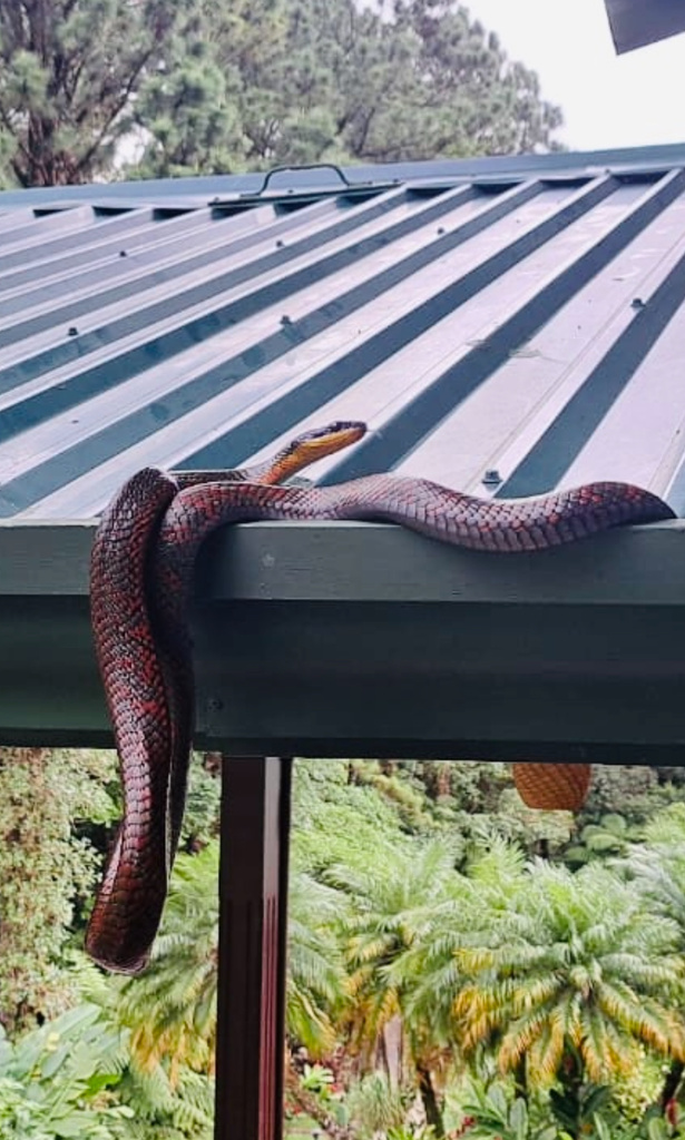 Puffing Snake from Arenal Volcano National Park, San Carlos, Alajuela ...