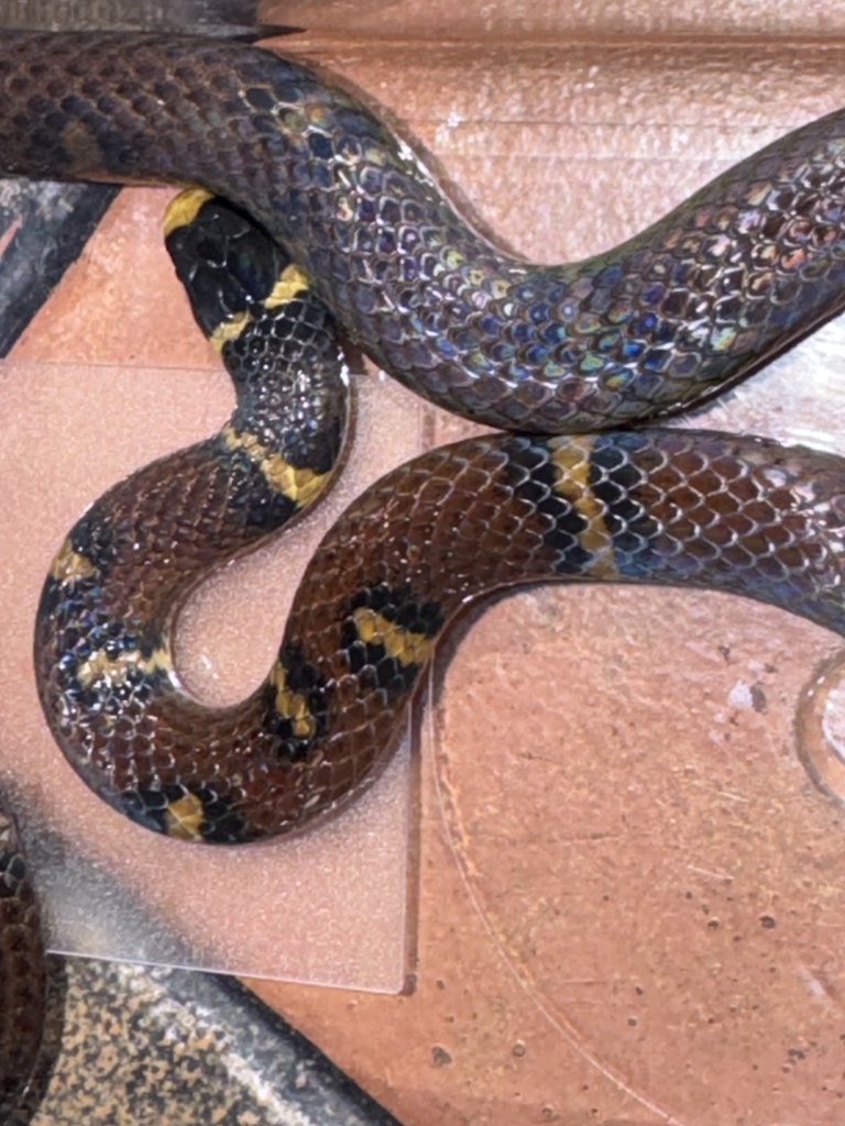 Banded Centipede Snake from Arenal Volcano National Park, San Carlos ...