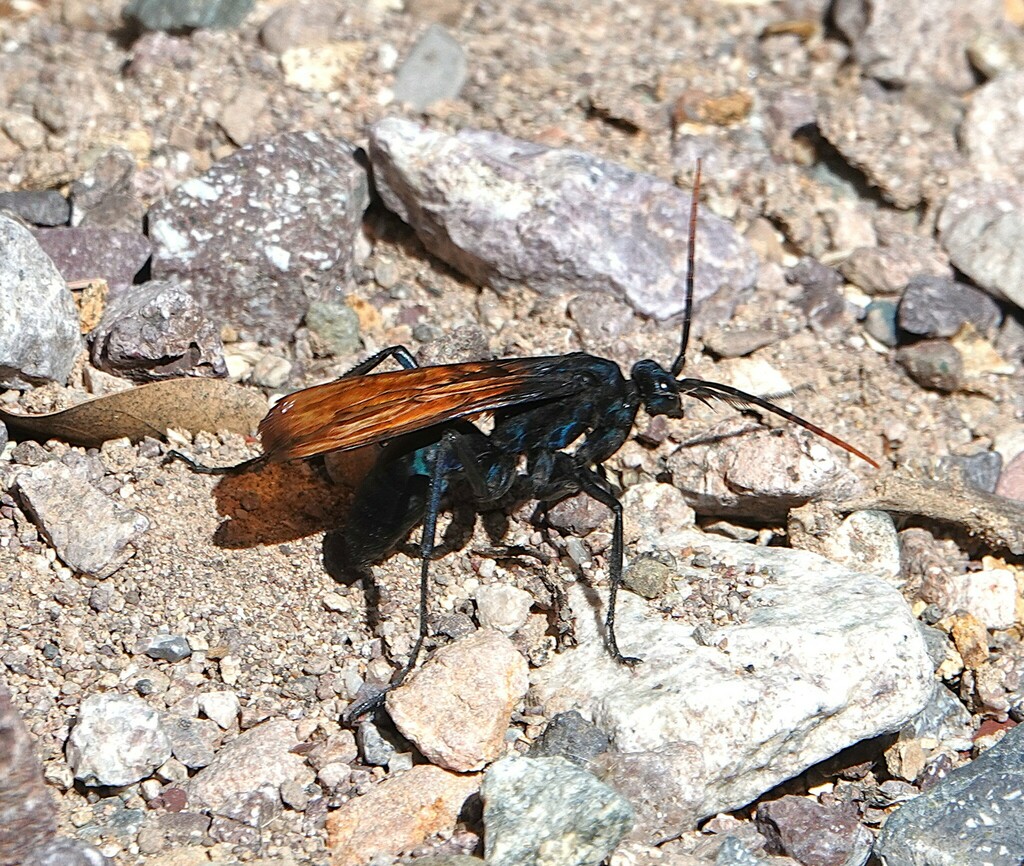 Milde's Tarantula-hawk Wasp from Cochise County, AZ, USA on October 19 ...
