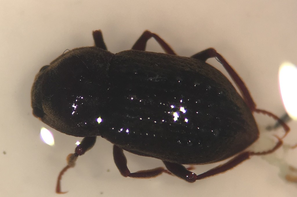 Helichus fastigiatus from Lafayette County, MS, USA on May 16, 2019 by ...