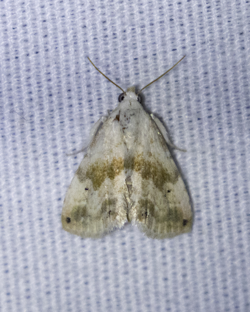 Everlasting Bud Moth from Oak Tree Dr, Salado, TX 76571, USA on October ...
