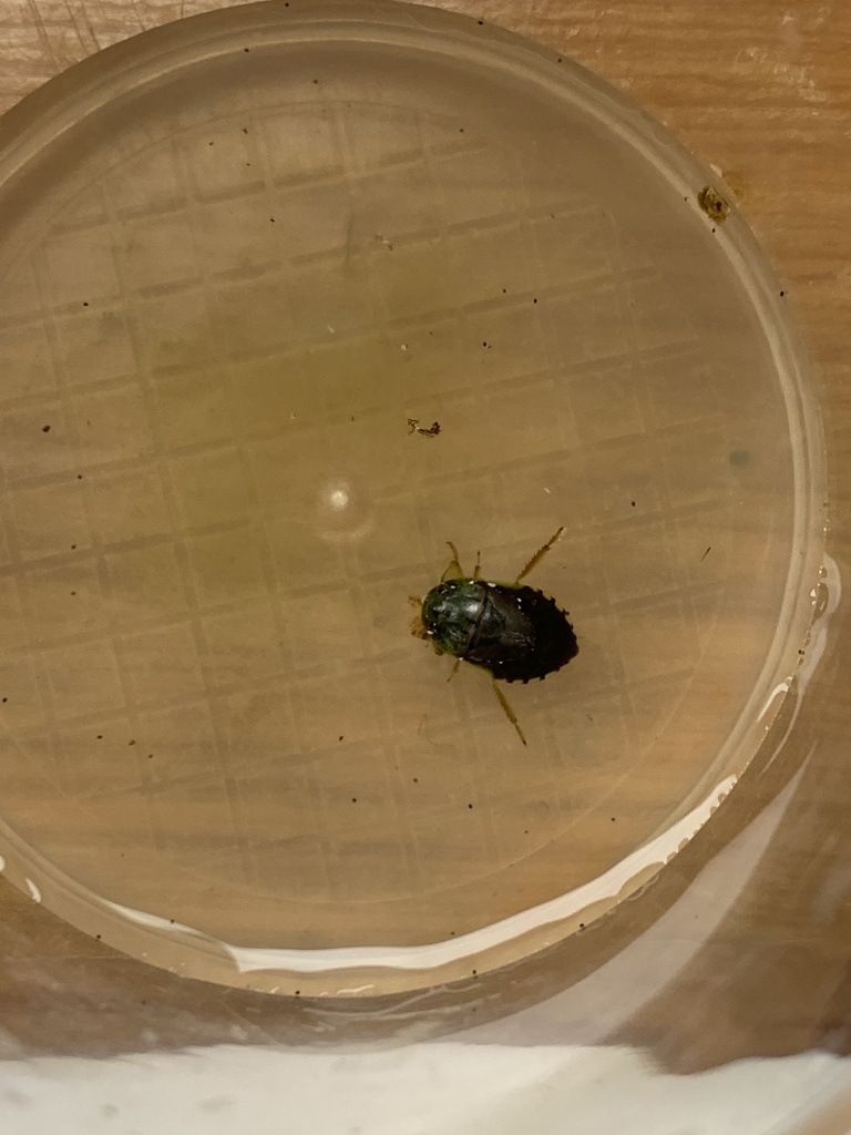 Alligator Fleas from N Flannery Rd, Baton Rouge, LA, US on October 26 ...