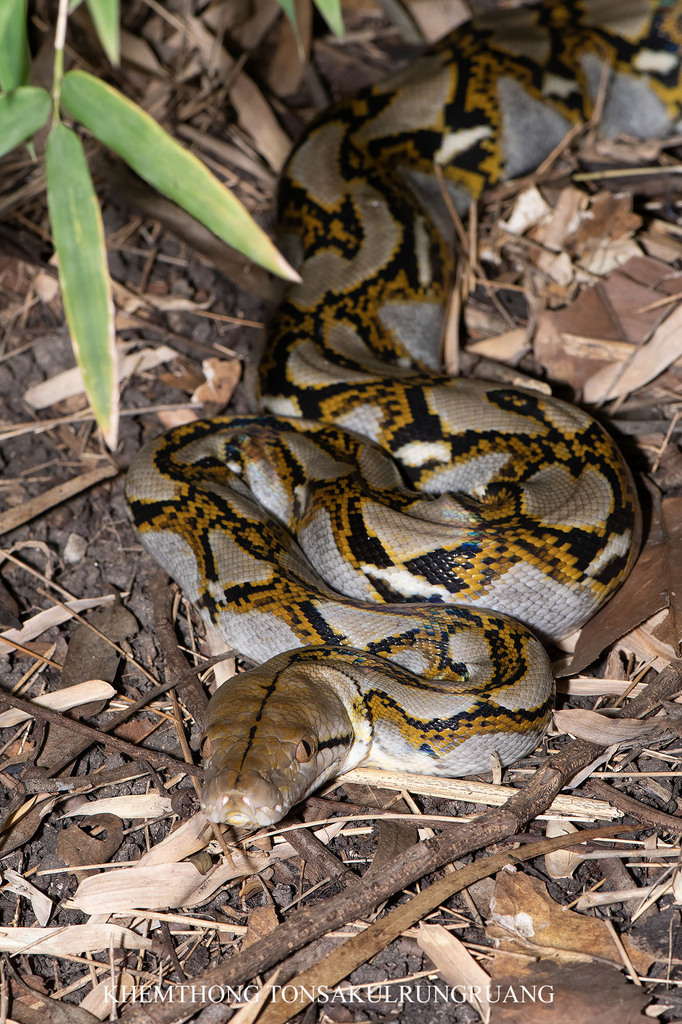 Reticulated Python from 50 Thanon Ngam Wong Wan, Khwaeng Lat Yao, Khet ...